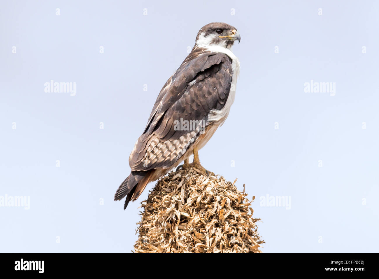 Augur Buzzard, Buteo augur, Sanetti Plateau, Bale Mountains, Ethiopia ...