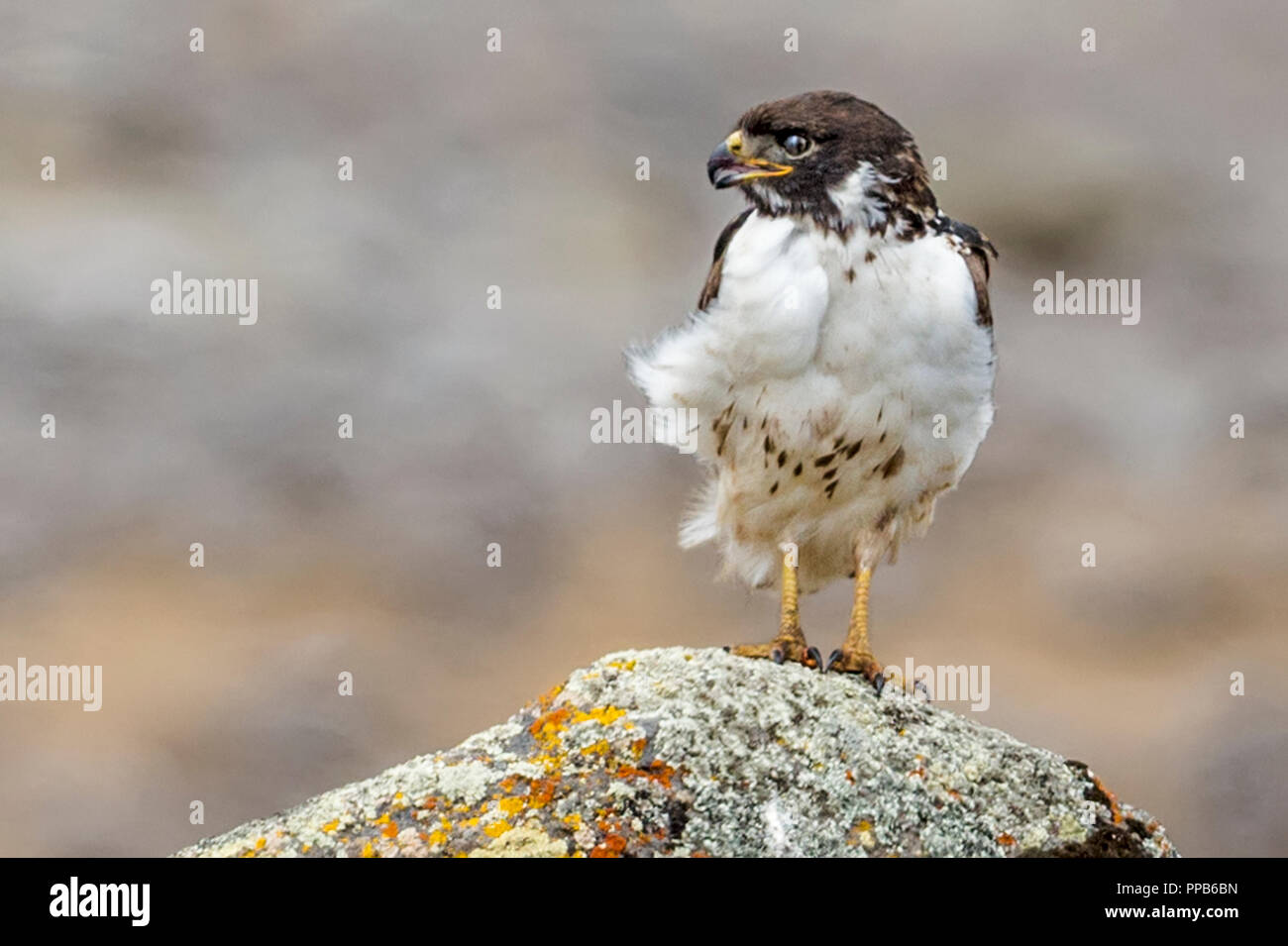 Augur Buzzard, Buteo augur, Sanetti Plateau, Bale Mountains, Ethiopia ...