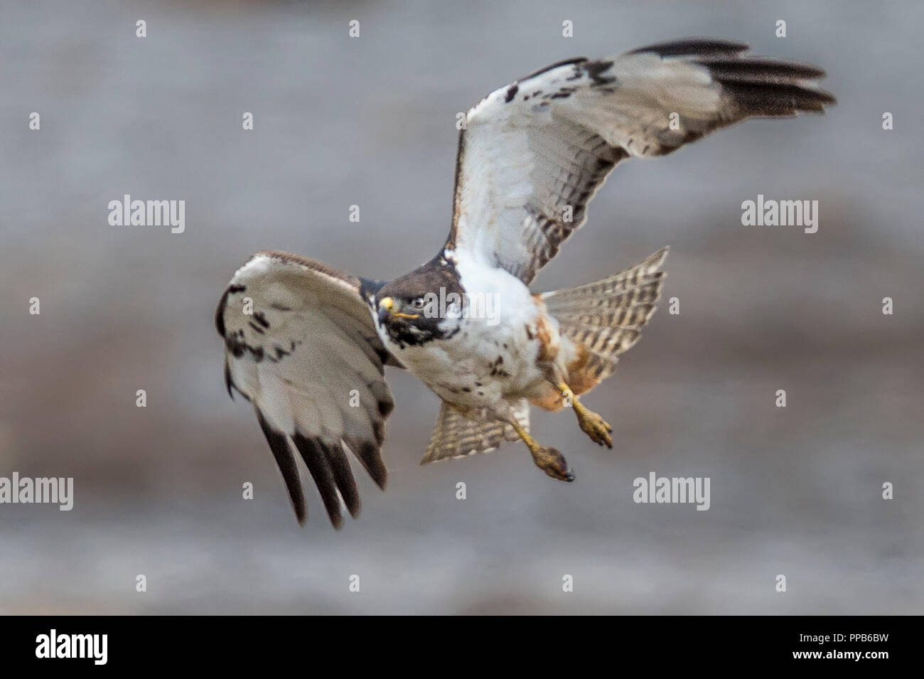Augur Buzzard, Buteo augur, Sanetti Plateau, Bale Mountains, Ethiopia ...