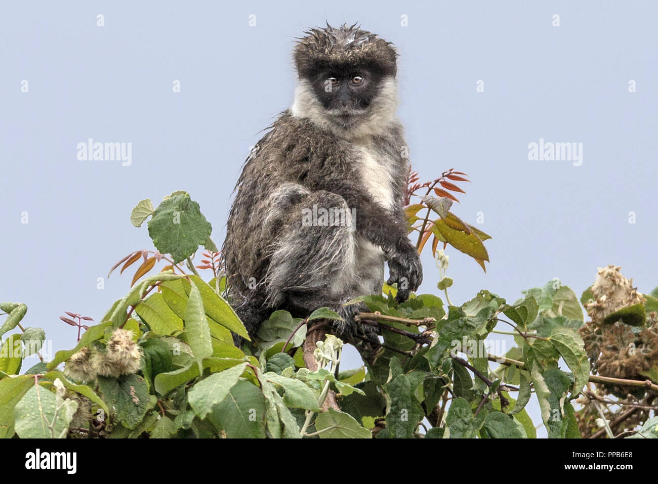 Monkey in tree top hi-res stock photography and images - Alamy