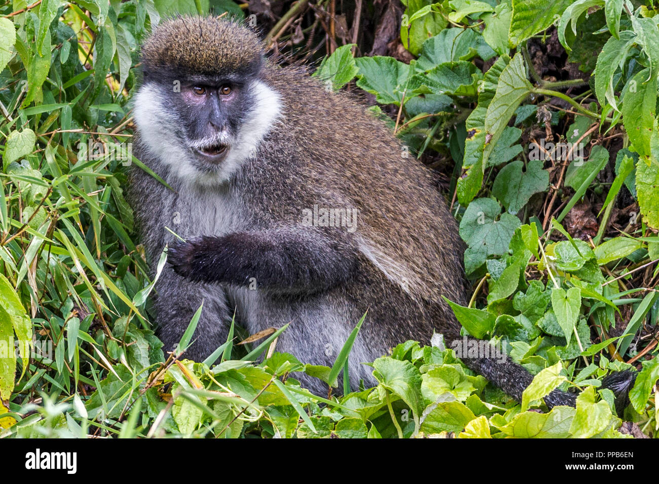 Alpha Male Bale Monkey eating,, Bale Mountains, Ethiopia Stock Photo ...