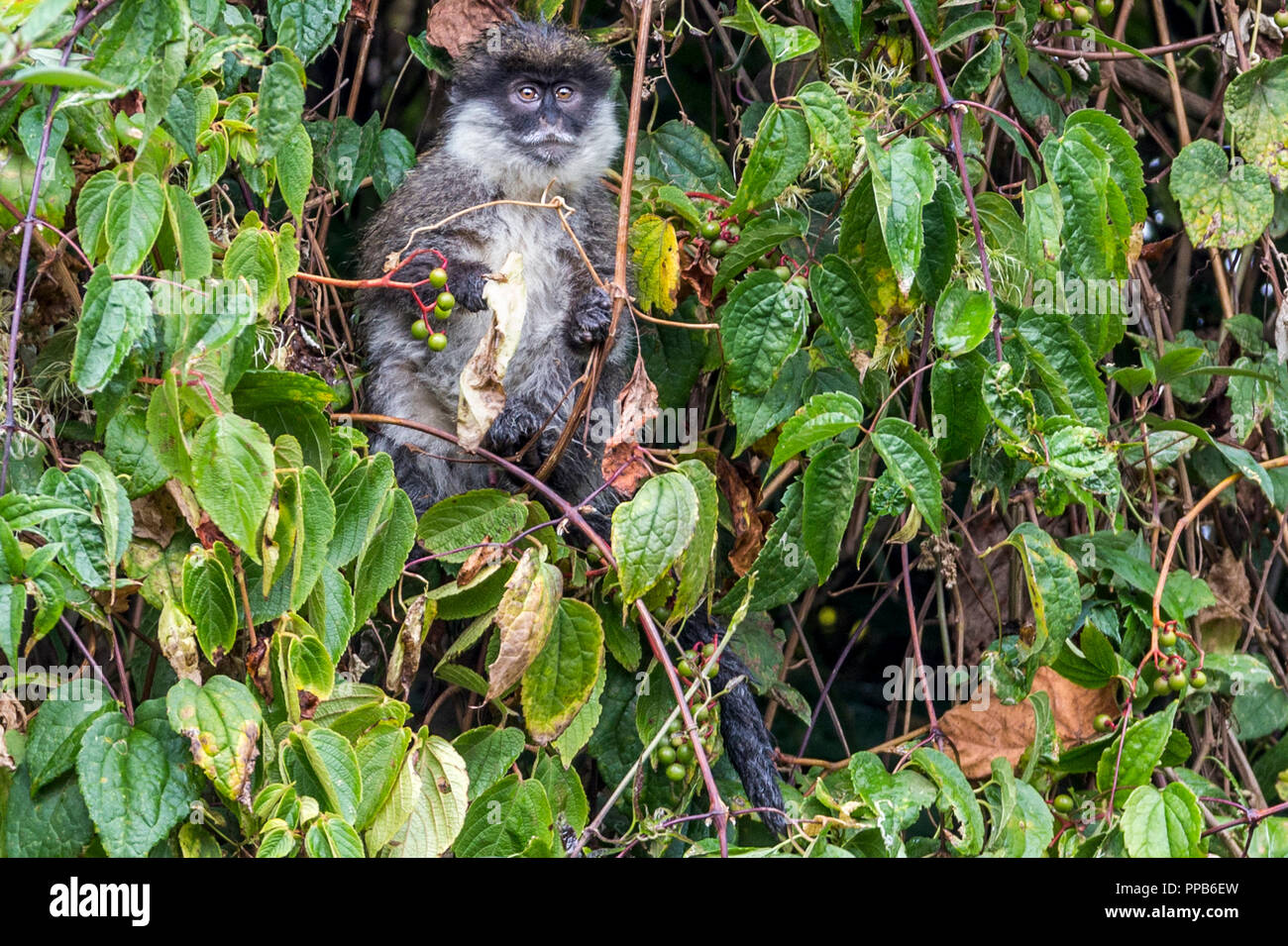 Bale Monkey eating, Bale Mountains, Ethiopia Stock Photo - Alamy