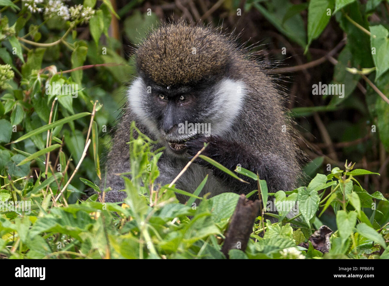 Alpha Male Bale Monkey eating,, Bale Mountains, Ethiopia Stock Photo ...