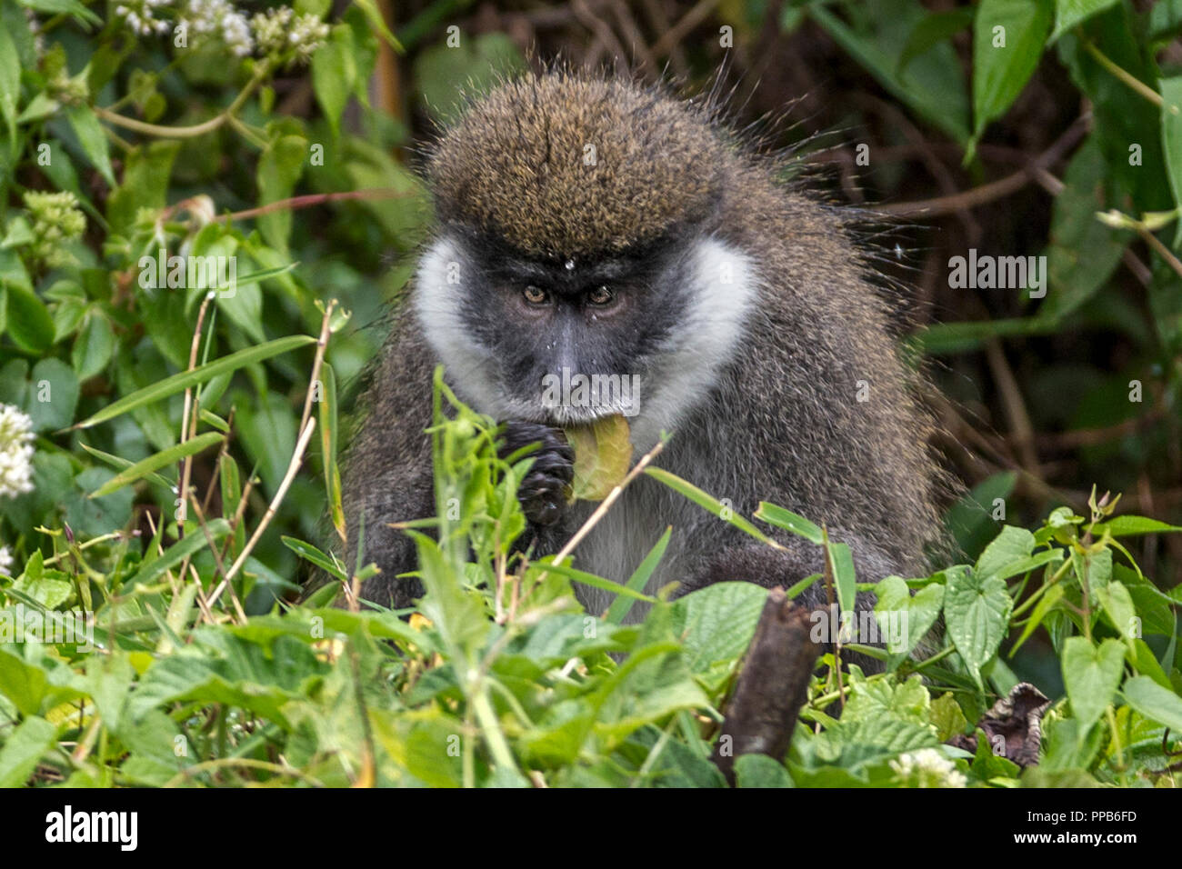Alpha Male Bale Monkey eating,, Bale Mountains, Ethiopia Stock Photo ...