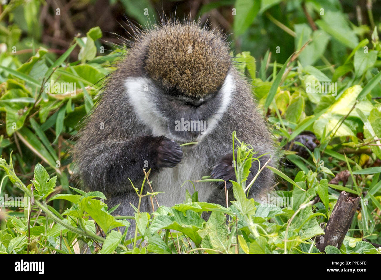 Alpha Male Bale Monkey eating,, Bale Mountains, Ethiopia Stock Photo ...