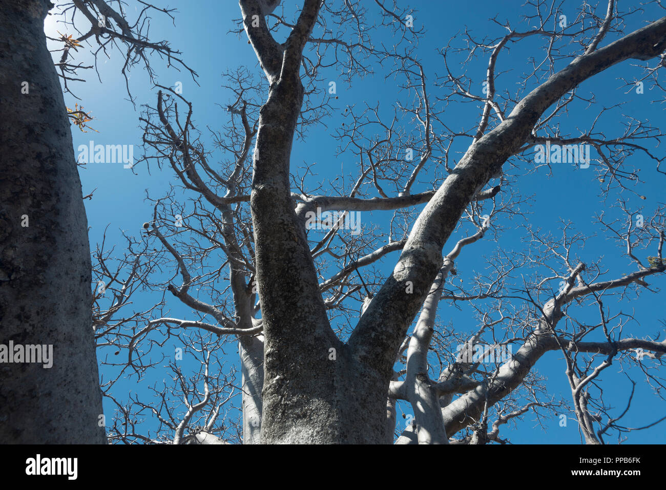 Adansonia gregorii, Malvaceae, baobabs, native australian tree, in the ...