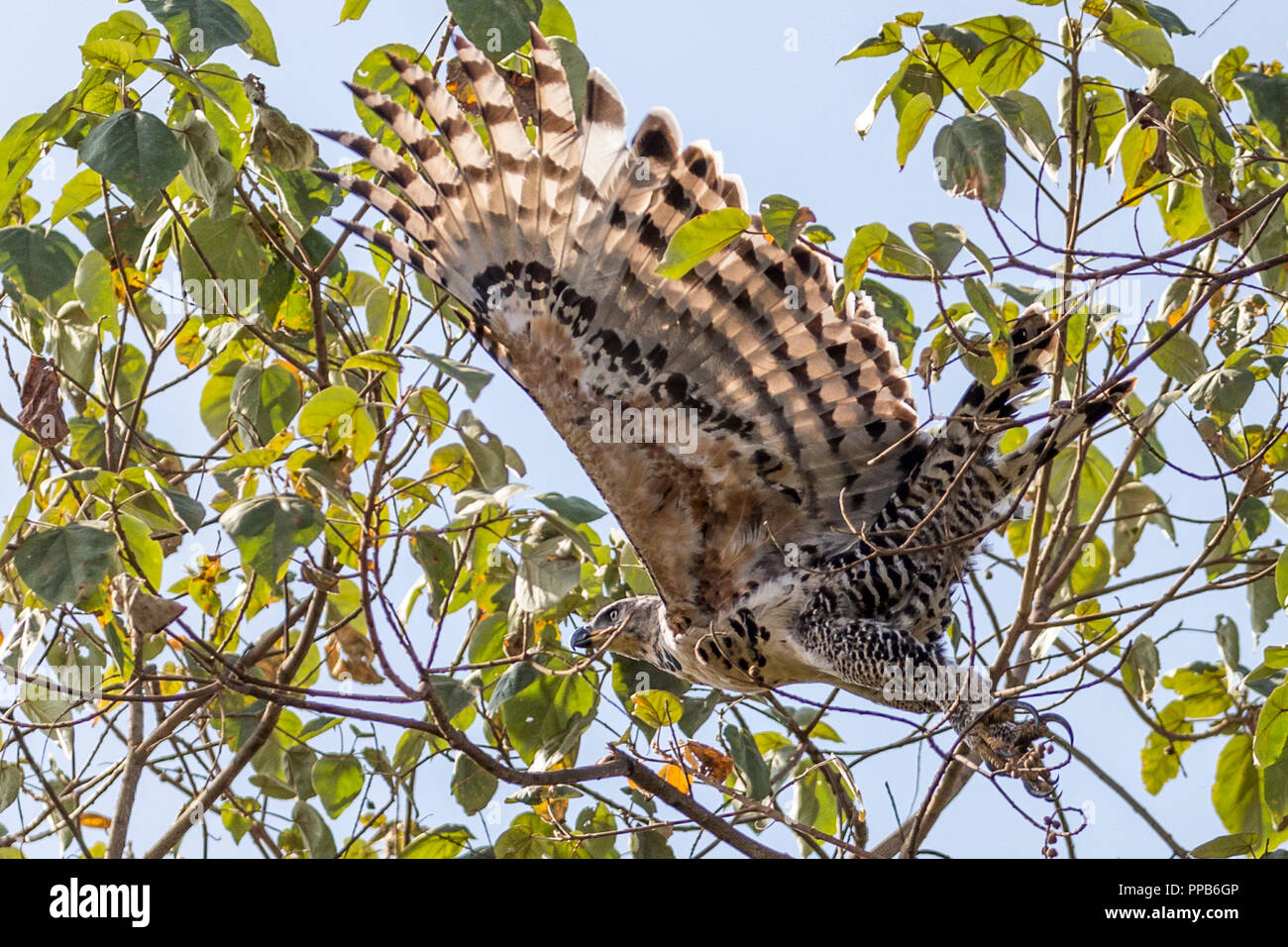 Crowned eagle, akacthe African crowned eagle or the crowned hawk-eagle ...
