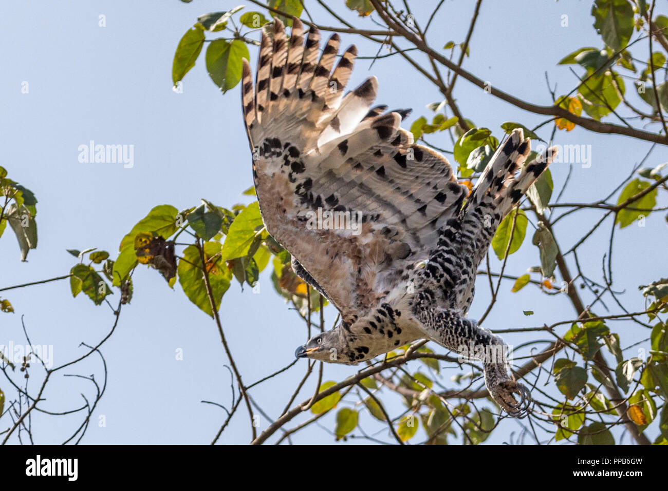 Crowned eagle, akacthe African crowned eagle or the crowned hawk-eagle ...