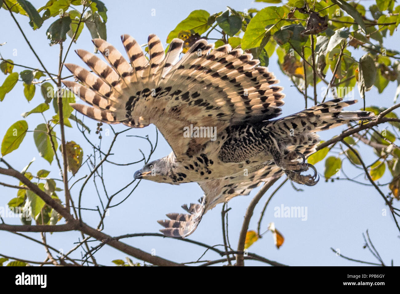 African Crowned Eagle Flying