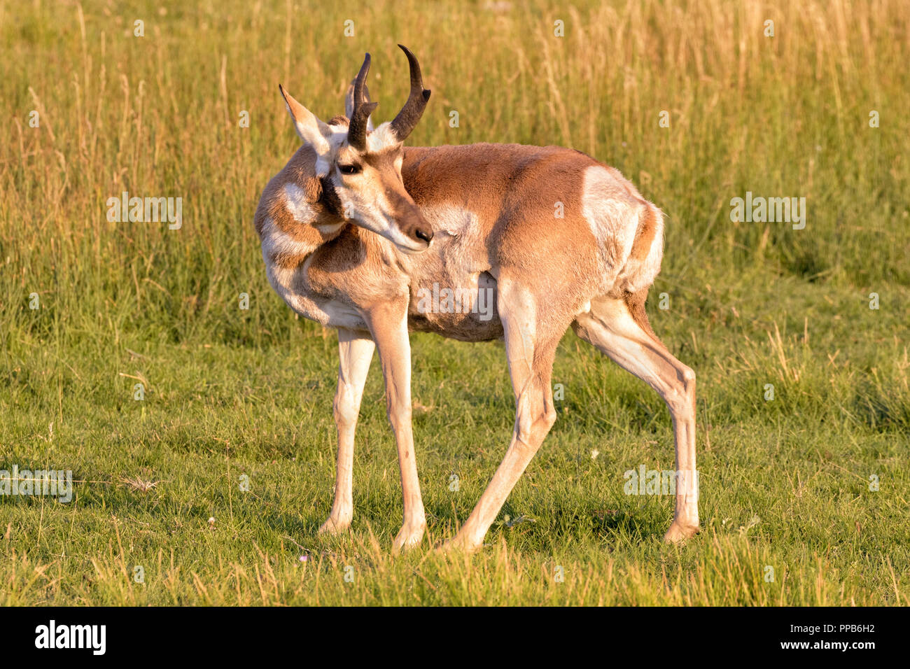 Antelope close hi-res stock photography and images - Alamy