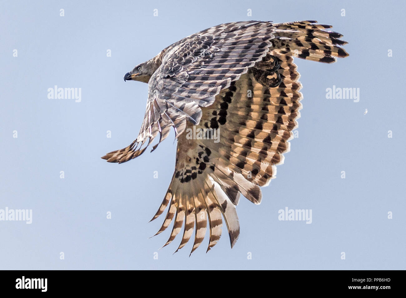 Crowned eagle, aka the African crowned eagle or the crowned hawk-eagle ...