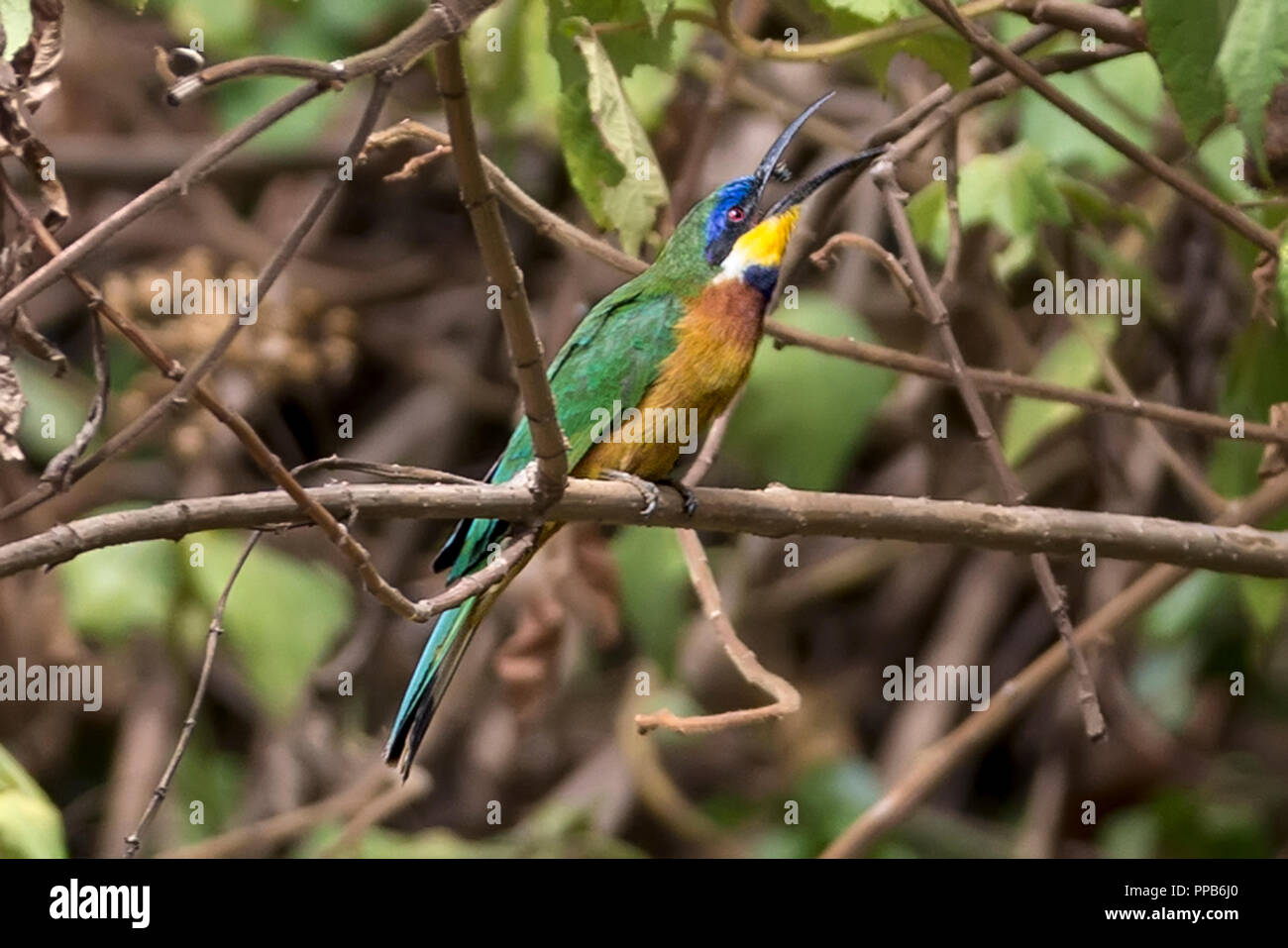 Blue-breasted Bee-eater (Merops variegatus), catching flying insect ...
