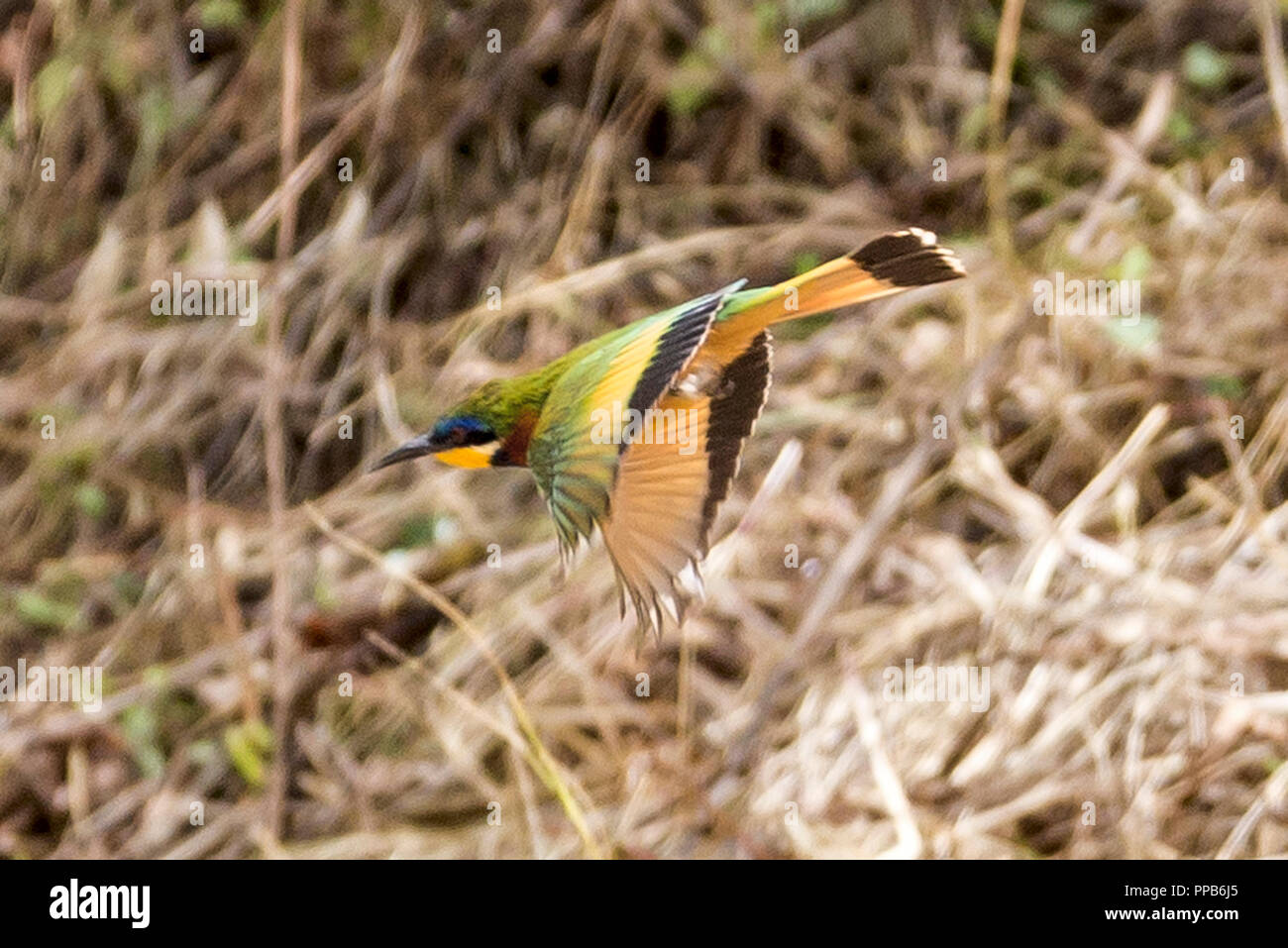 Blue-breasted Bee-eater (Merops variegatus), Bale Mountains, Ethiopia ...