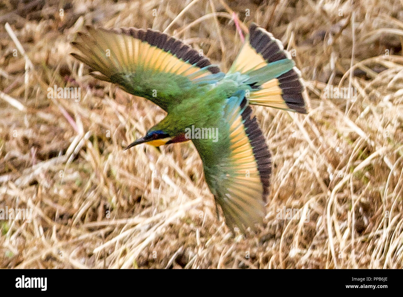 Blue-breasted Bee-eater (Merops variegatus), Bale Mountains, Ethiopia ...