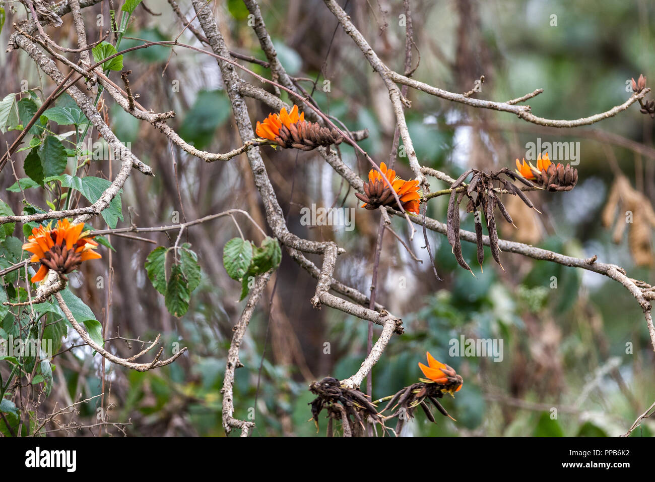 Coloured tree, Bale Mountains, Ethiopia Stock Photo - Alamy