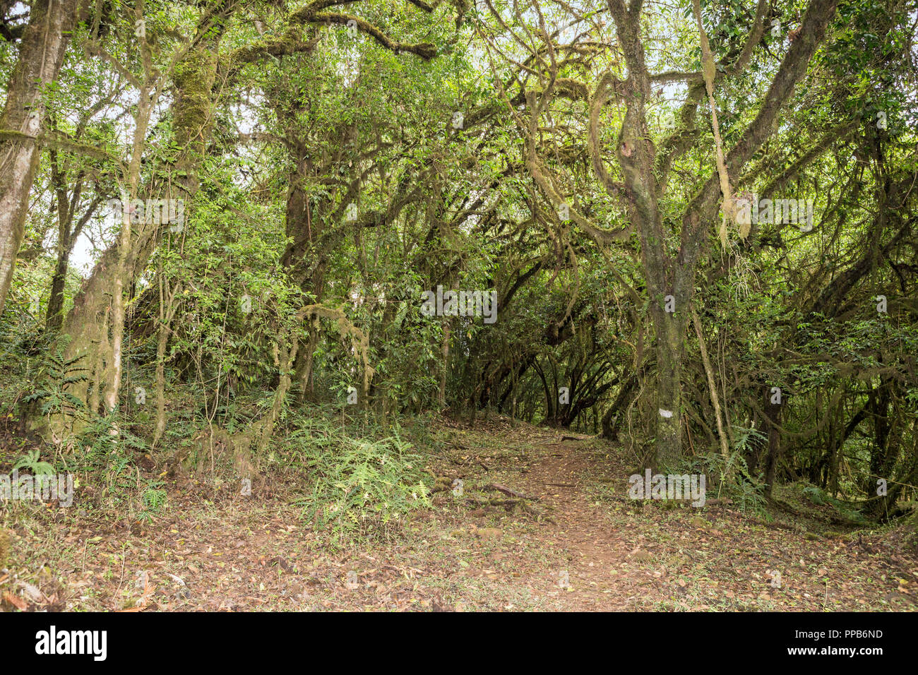 Bale Mountains, Ethiopia Stock Photo - Alamy