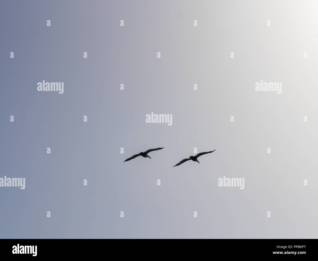 Two birds with spread wings hi-res stock photography and images - Alamy