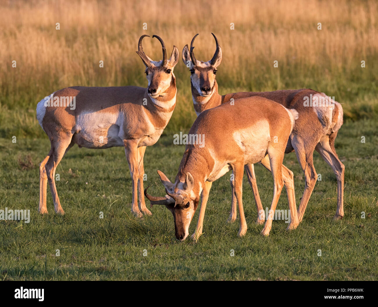 The group of pronghorn antelopes in a sunset light, Lamar valley ... The group of pronghorn antelopes in a sunset light, Lamar valley ...