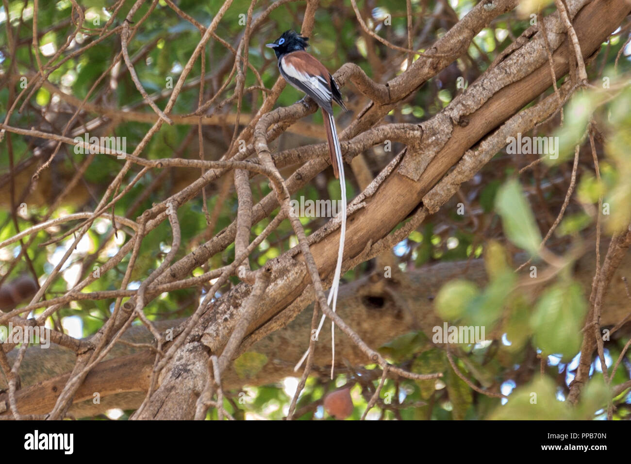 Terpsiphone rufiventer hi-res stock photography and images - Alamy