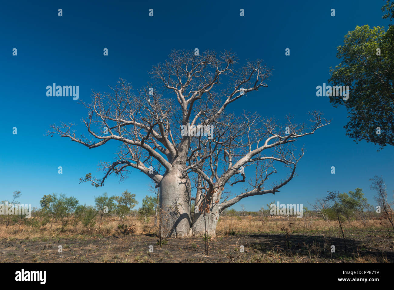 Adansonia gregorii, Malvaceae, baobabs, native australian tree, in the ...