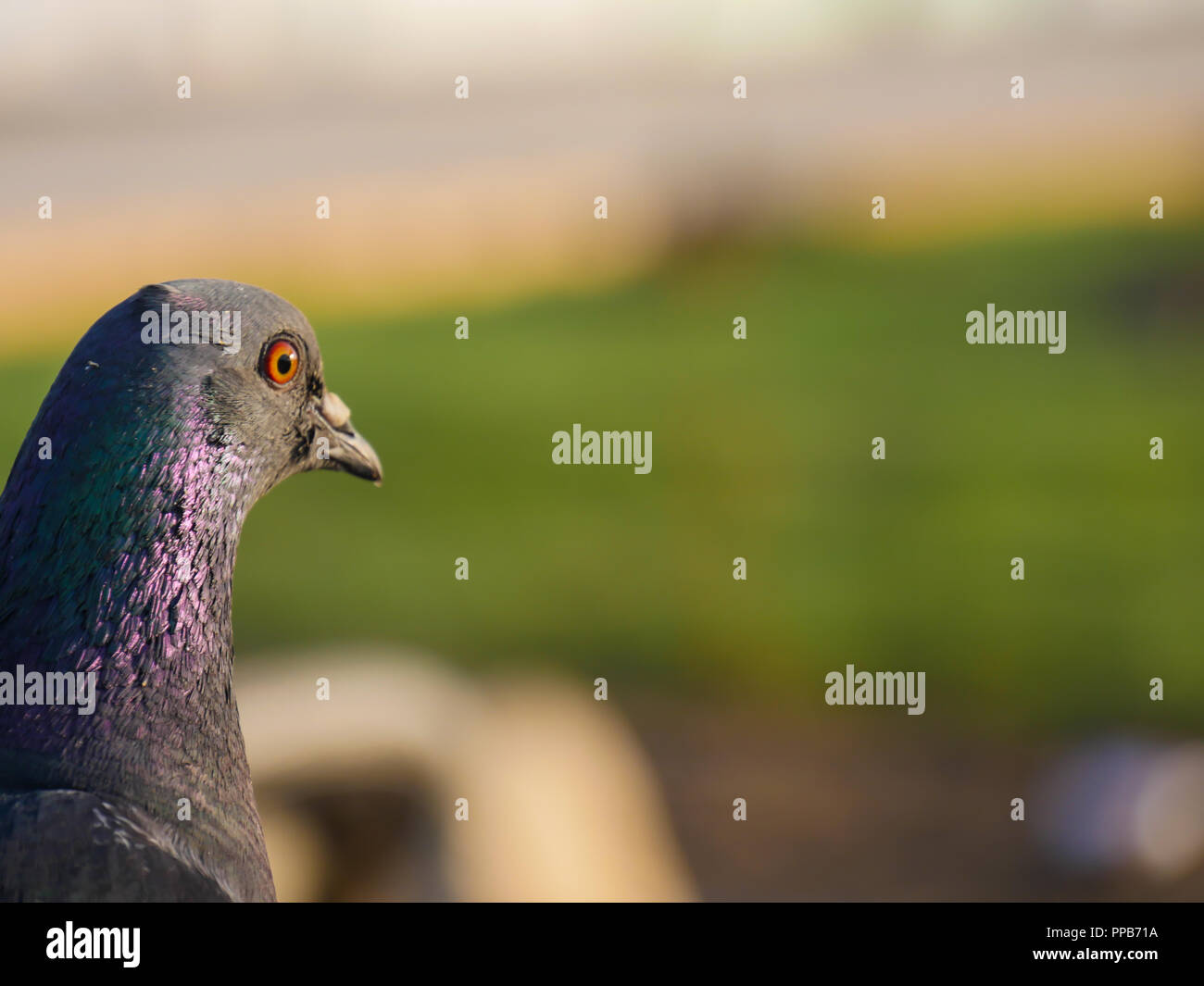 Pigeon looking through front Stock Photo - Alamy