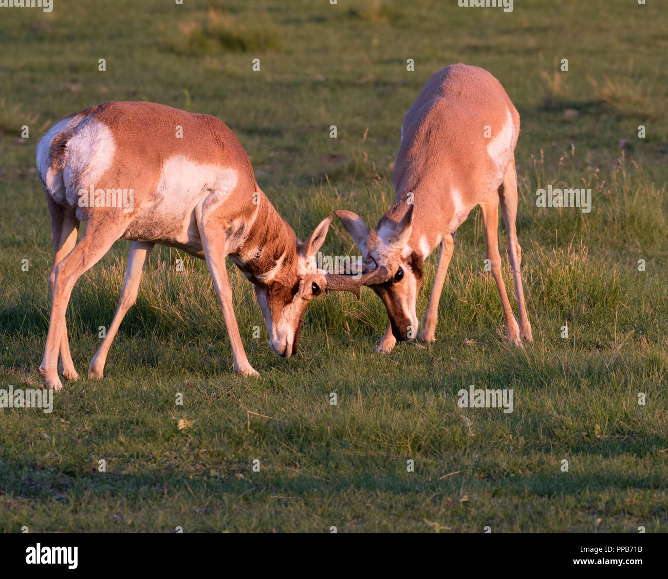 Fighting amle pronghorn antelopes in the sunset light, Lamar valley ...