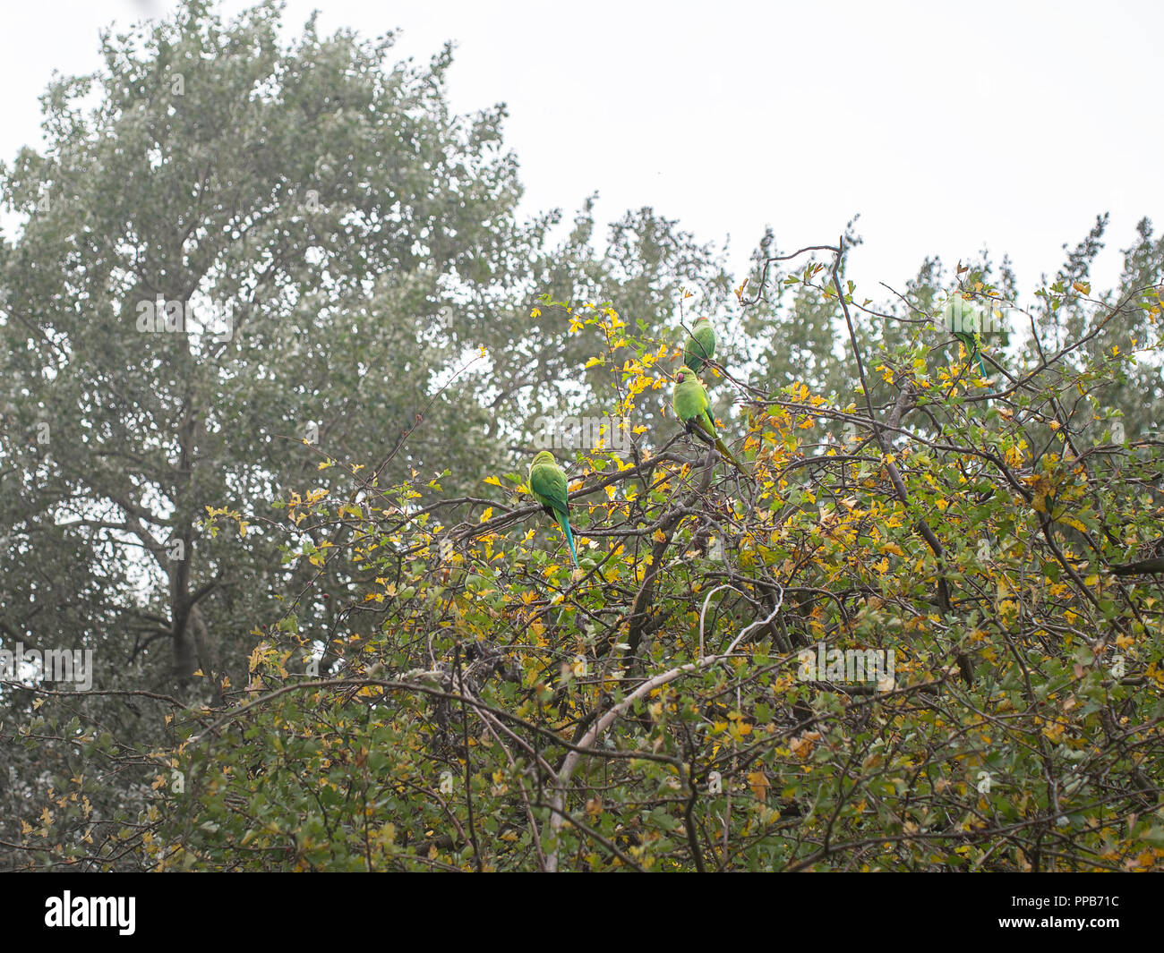 Rose ringed parakeets hi-res stock photography and images - Alamy