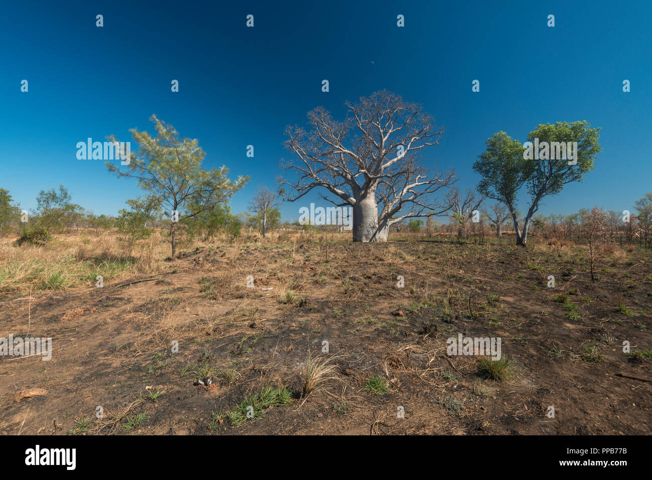 Adansonia gregorii, Malvaceae, baobabs, native australian tree, in the ...