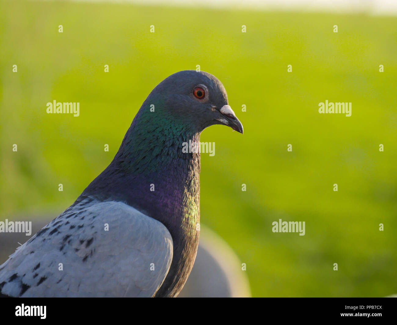 Beautiful pigeon hi-res stock photography and images - Alamy