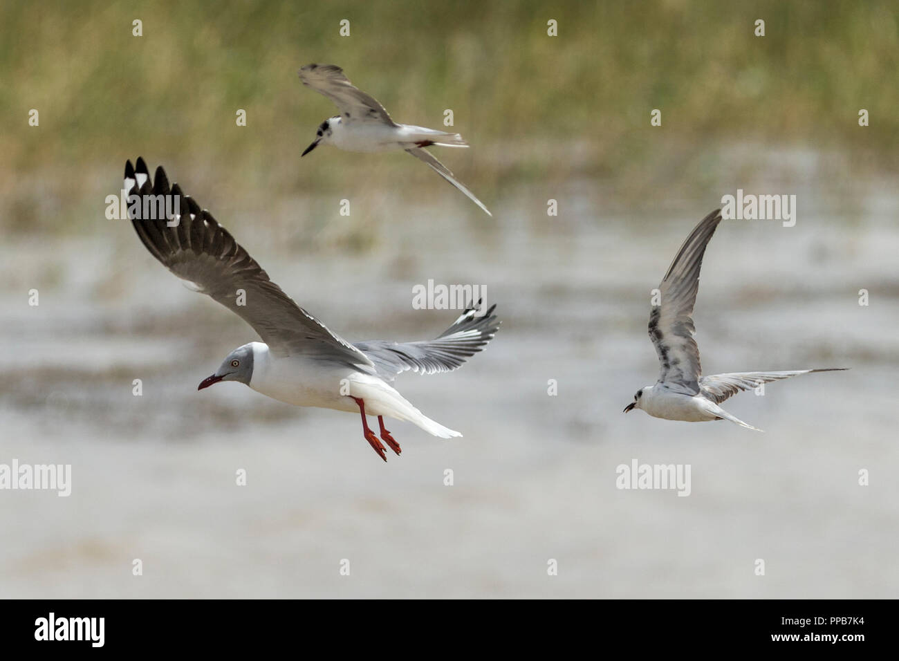 Grey-headed Gull, Chroicocephalus cirrocephalus, aka,grey-hooded gull ...