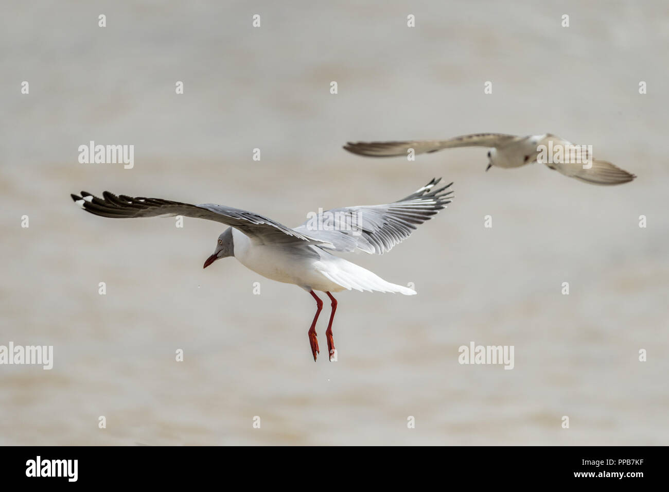 Grey-headed Gull, Chroicocephalus cirrocephalus, aka,grey-hooded gull ...