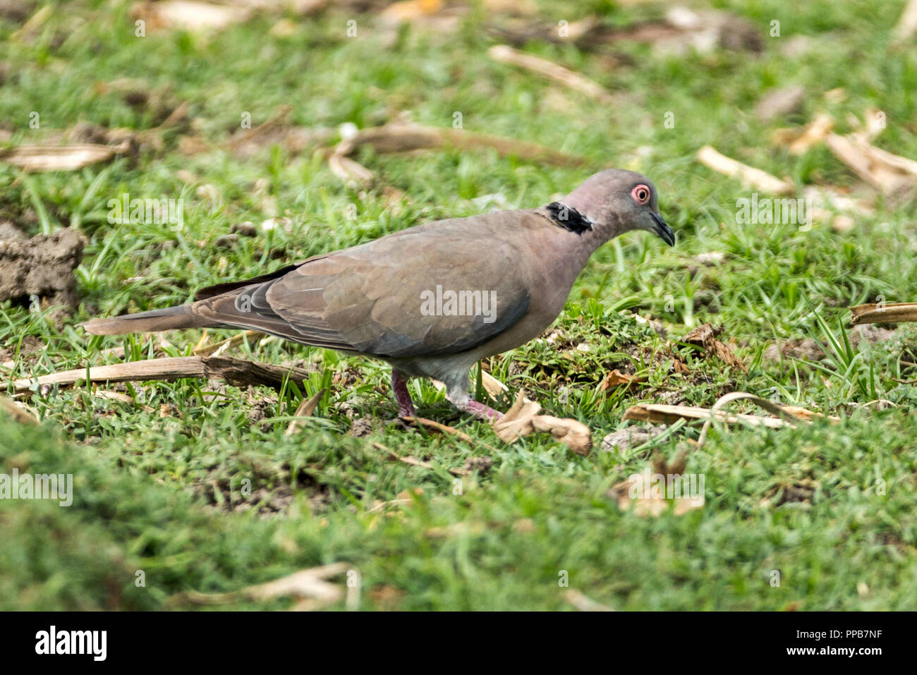 Mourning collared dove, or African mourning dove, Streptopelia ...
