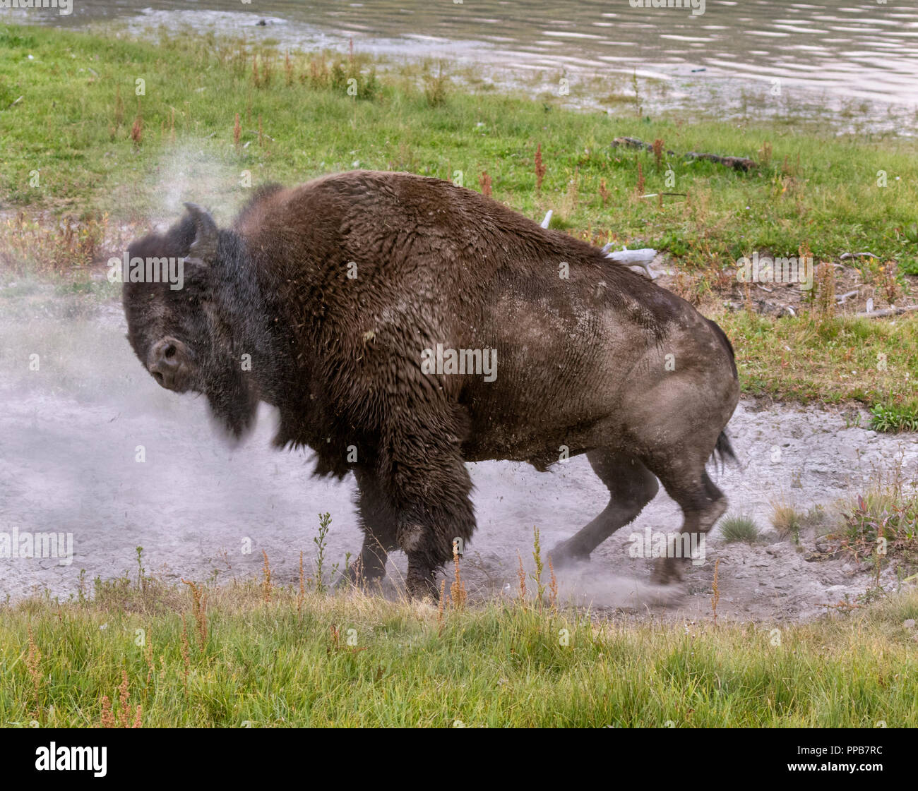 Bison yellowstone swim hi-res stock photography and images - Alamy