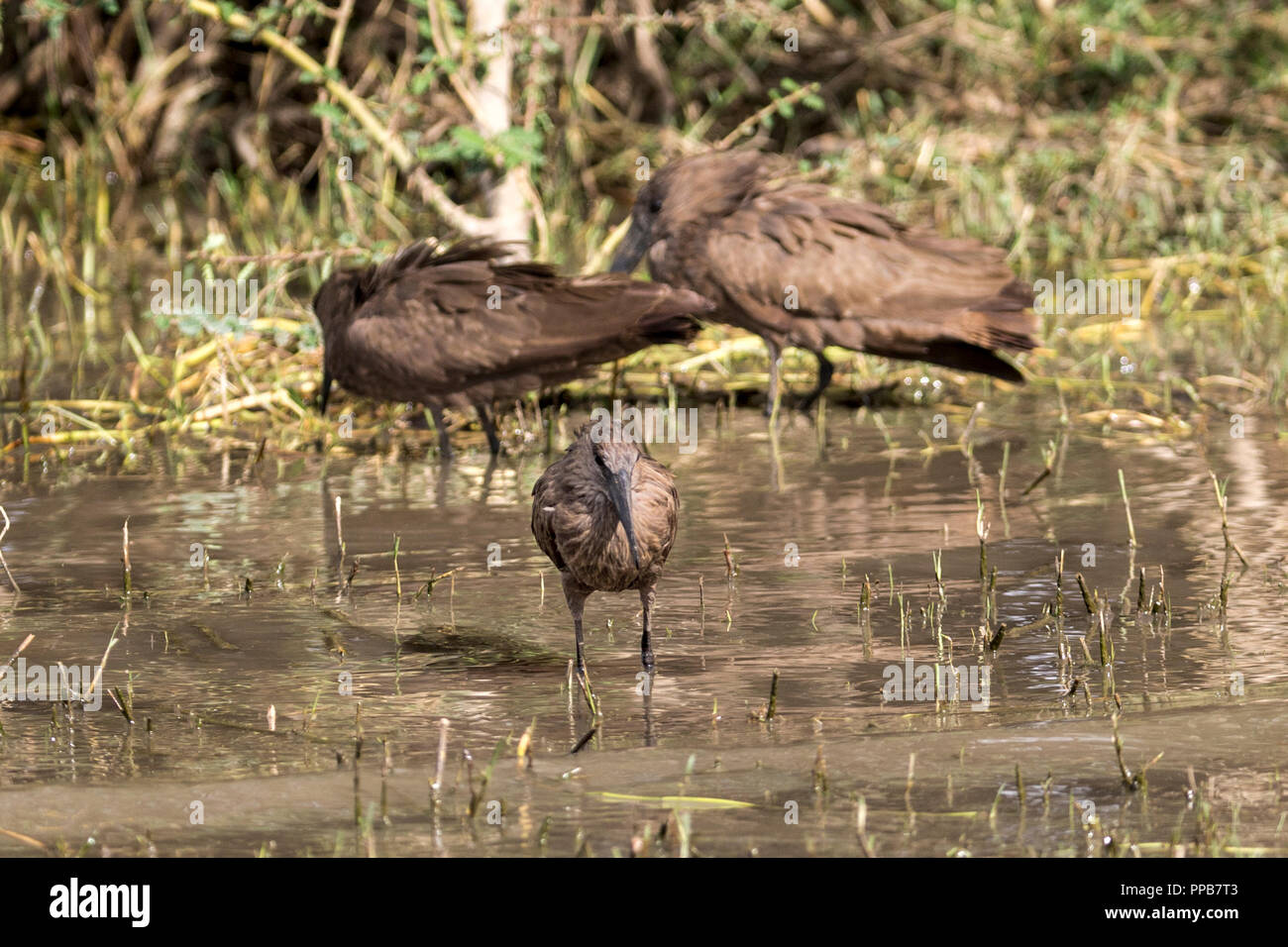 Hamerkop, Scopus umbretta, Lake Ziway, Ethiopia Stock Photo - Alamy