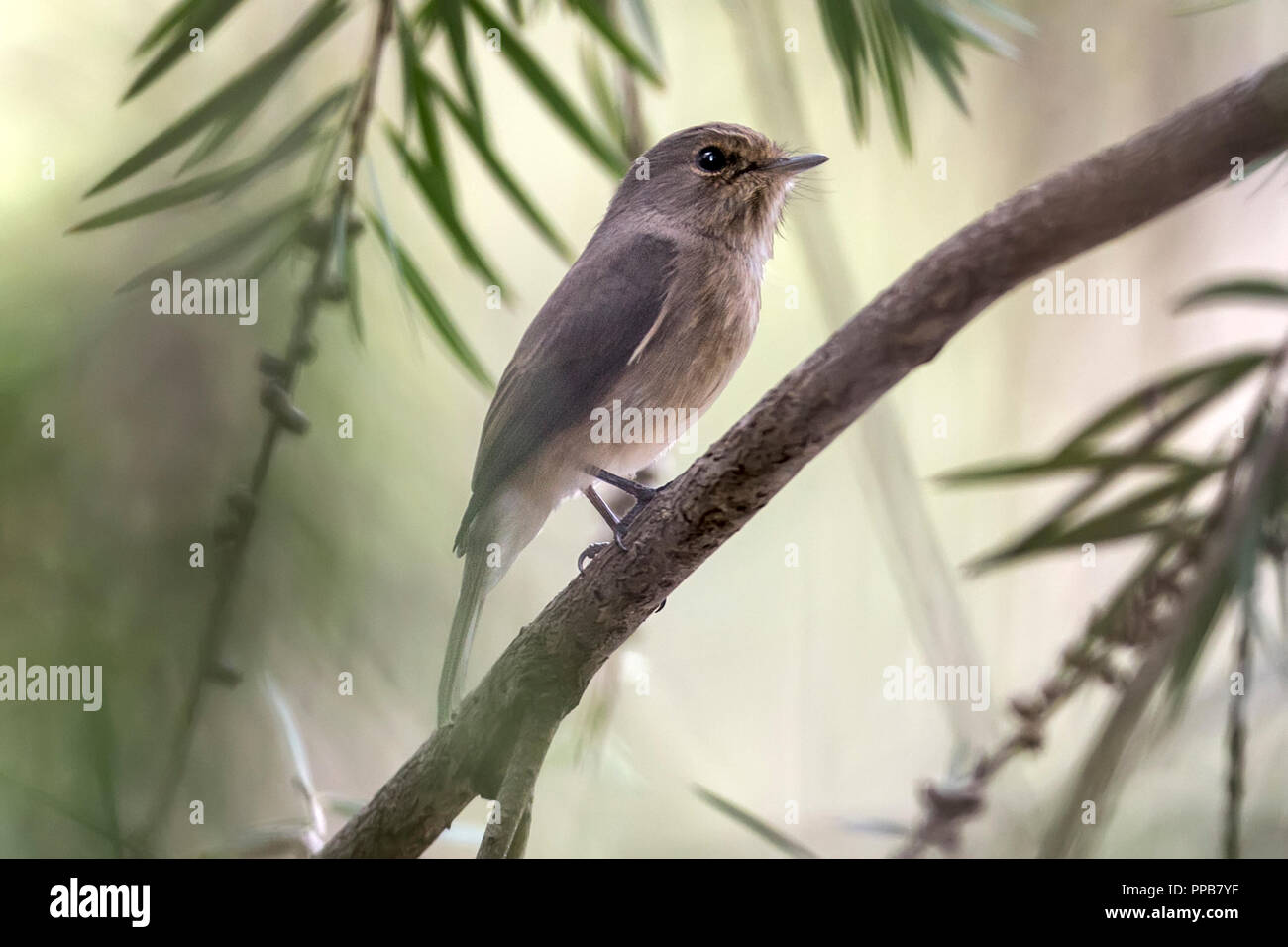 African dusky flycatcher, dusky-brown flycatcher or dusky alseonax ...