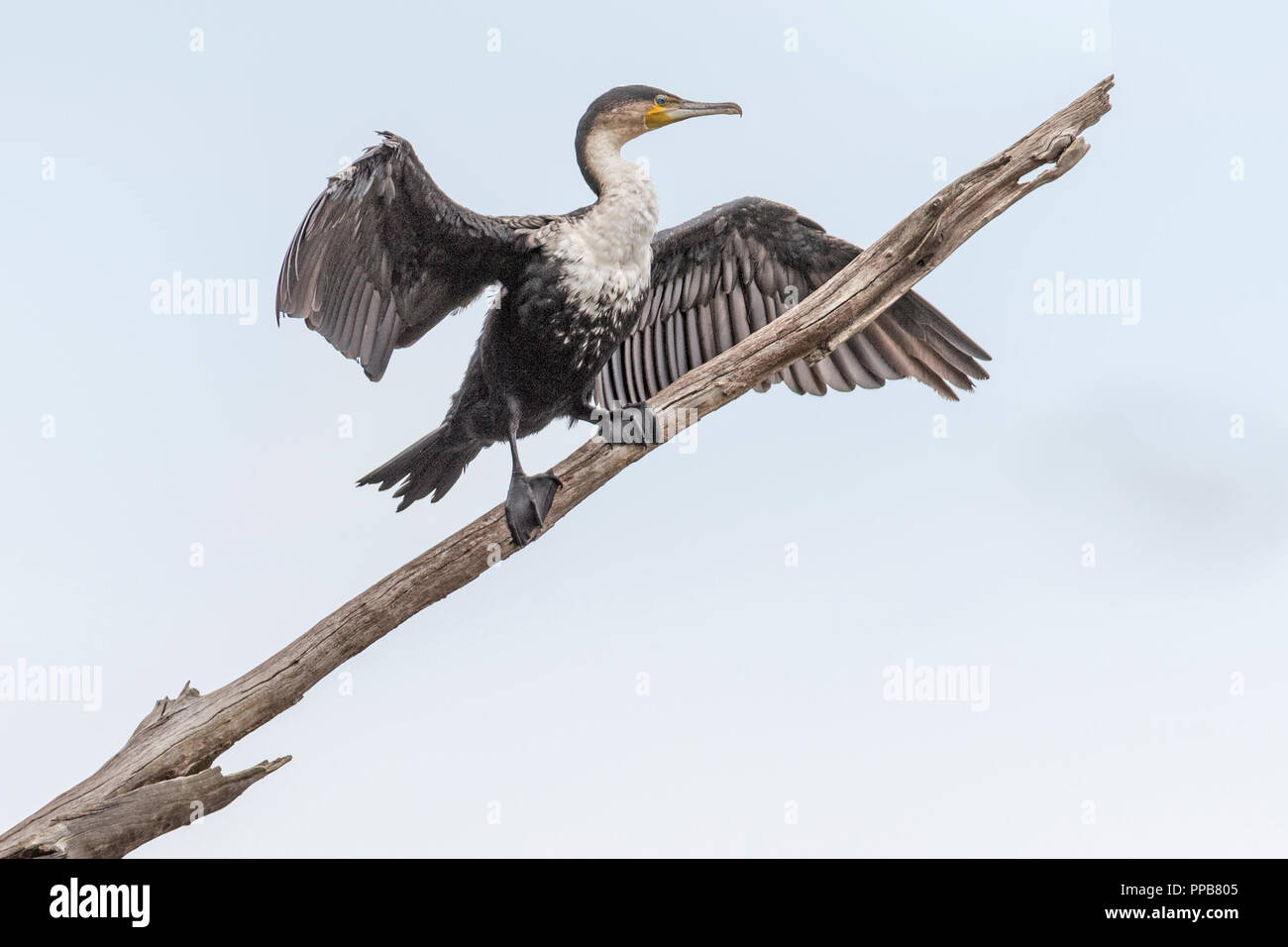 White-breasted cormorant, Phalacrocorax lucidus, near Volcanic Lake ...