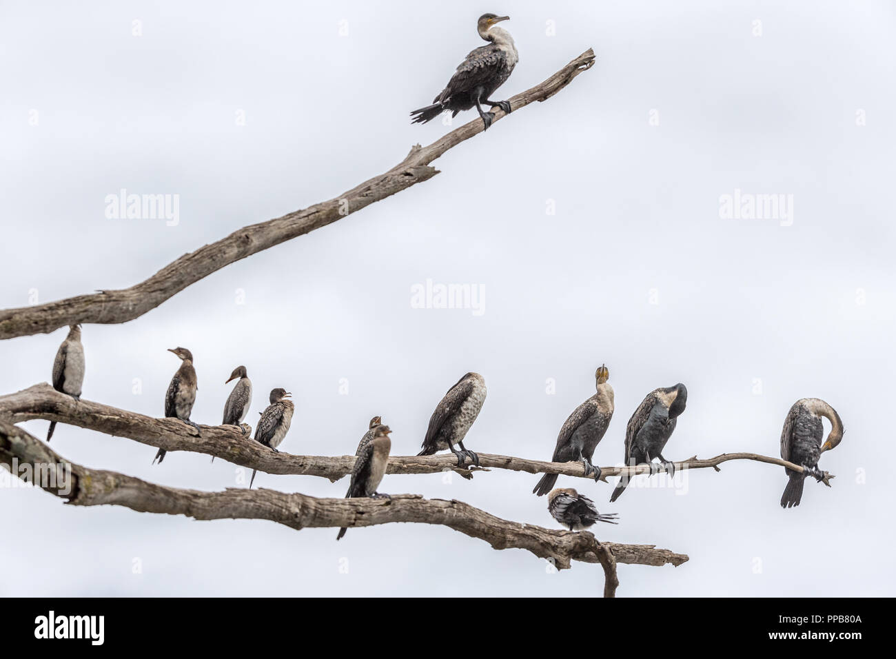 White-breasted cormorant, Phalacrocorax lucidus, near Volcanic Lake ...