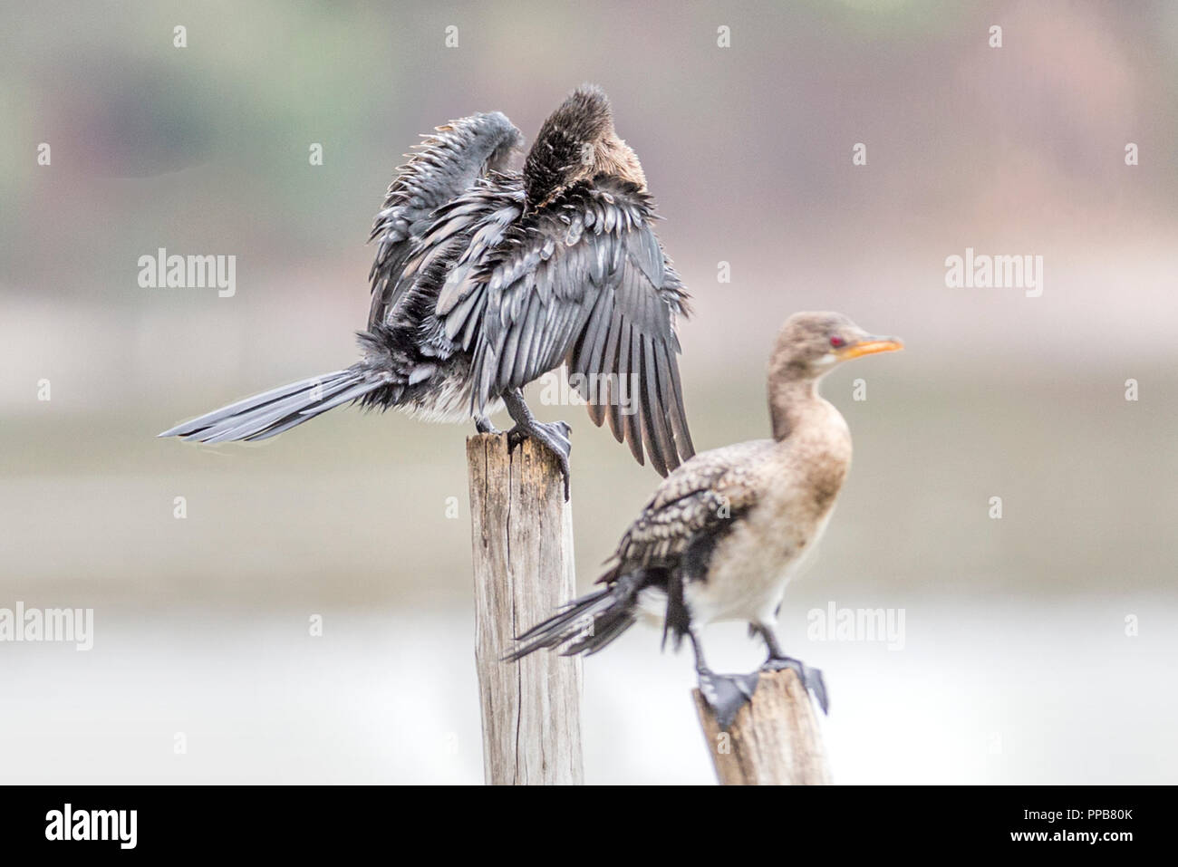 Reed cormorant, Microcarbo africanus, aka long-tailed cormorant ...