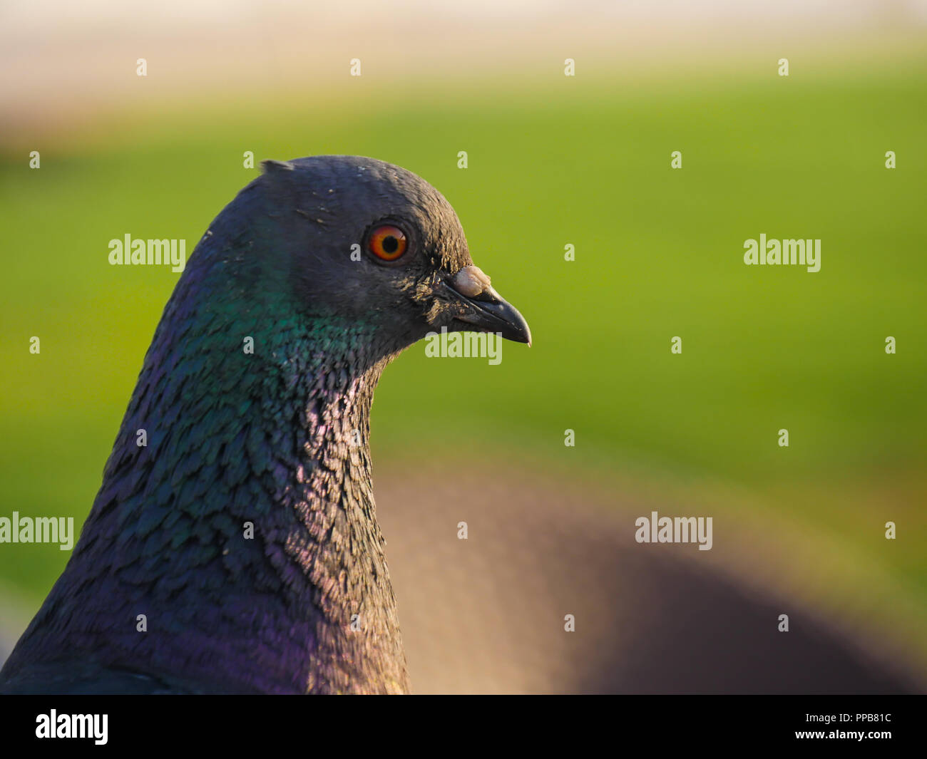 Closeup gray pigeon standing hi-res stock photography and images - Alamy