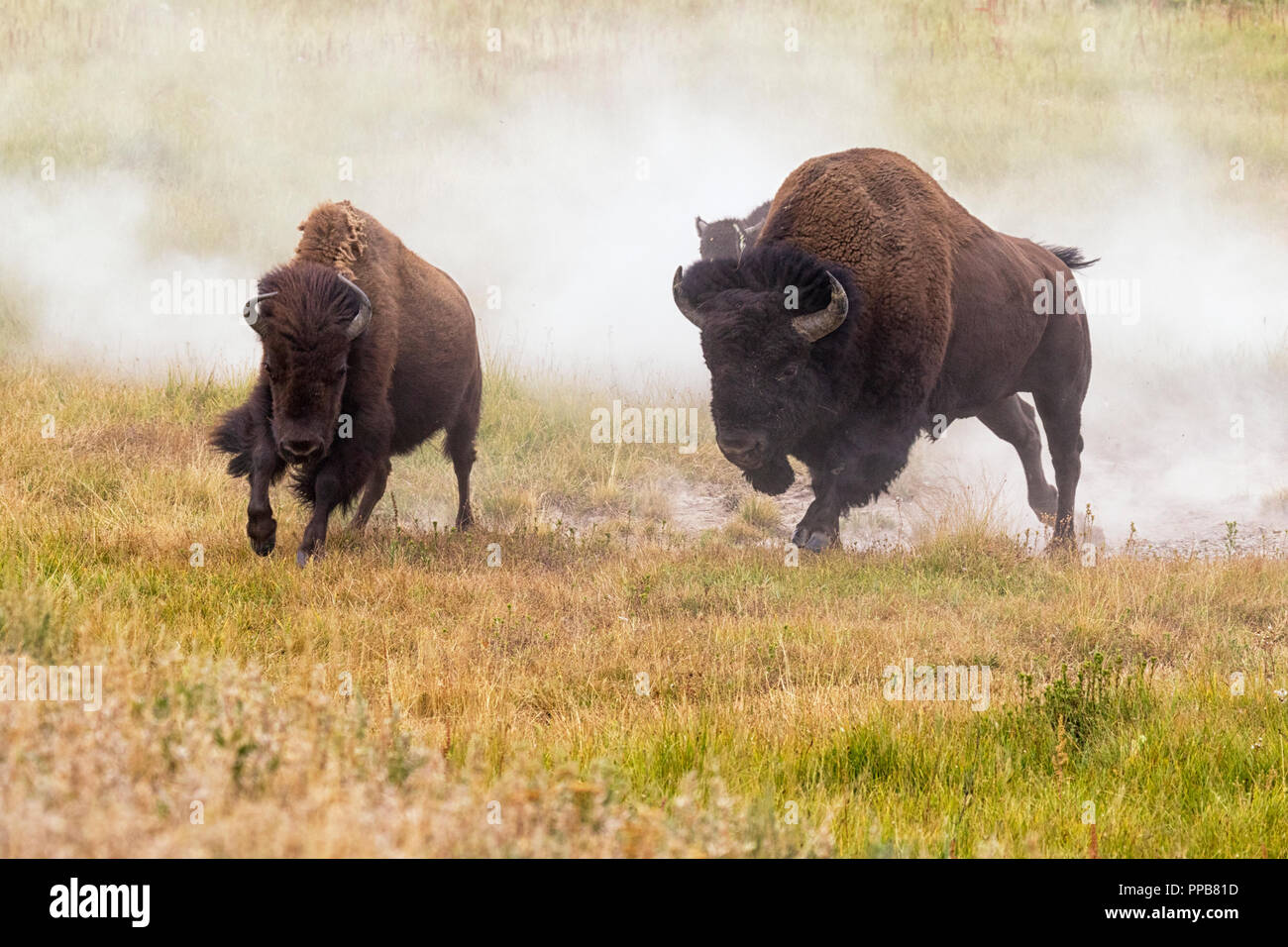 Bison Running