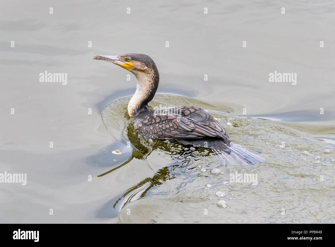 White-breasted cormorant, Phalacrocorax lucidus, near Volcanic Lake ...