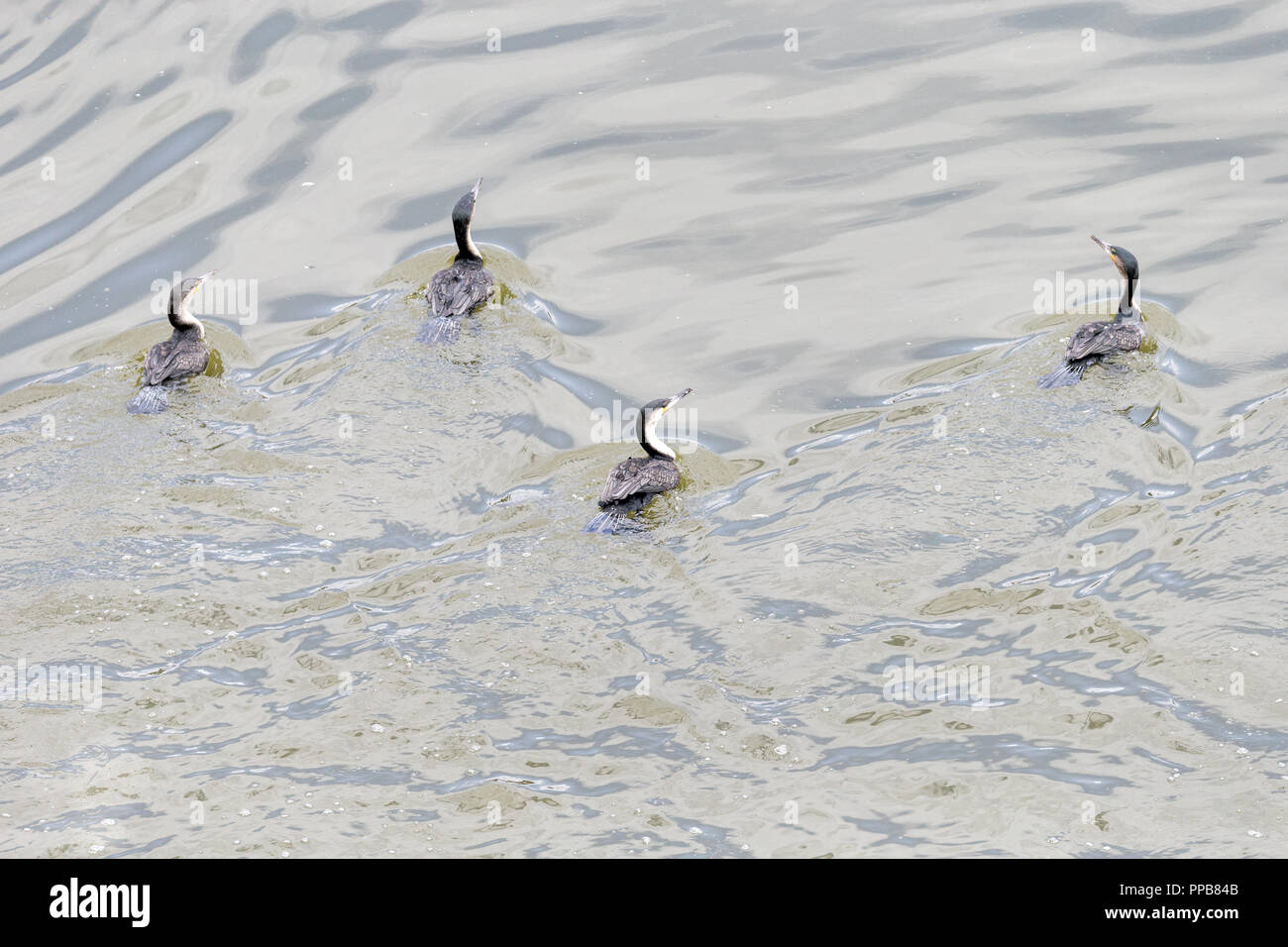 White-breasted cormorant, Phalacrocorax lucidus, near Volcanic Lake ...