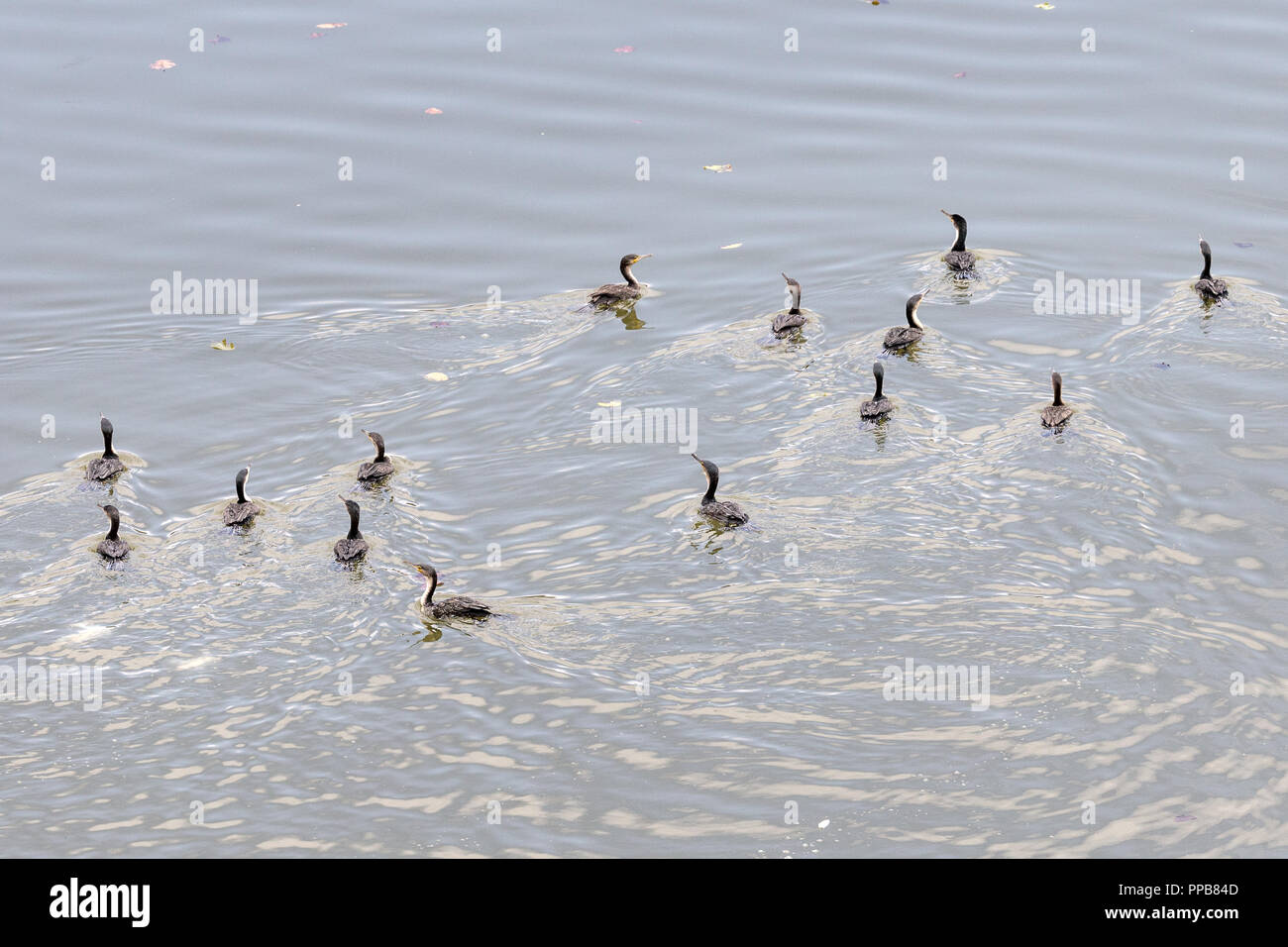 White-breasted cormorant, Phalacrocorax lucidus, near Volcanic Lake ...
