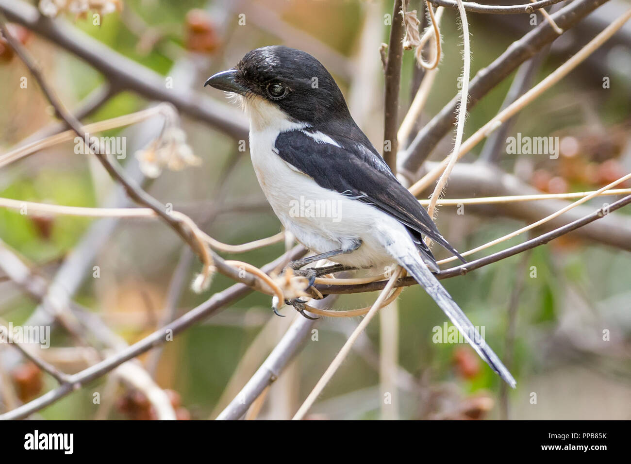 Northern Fiscal - Lanius humeralis humeralis, Volcanic Lake, Bishoftu ...