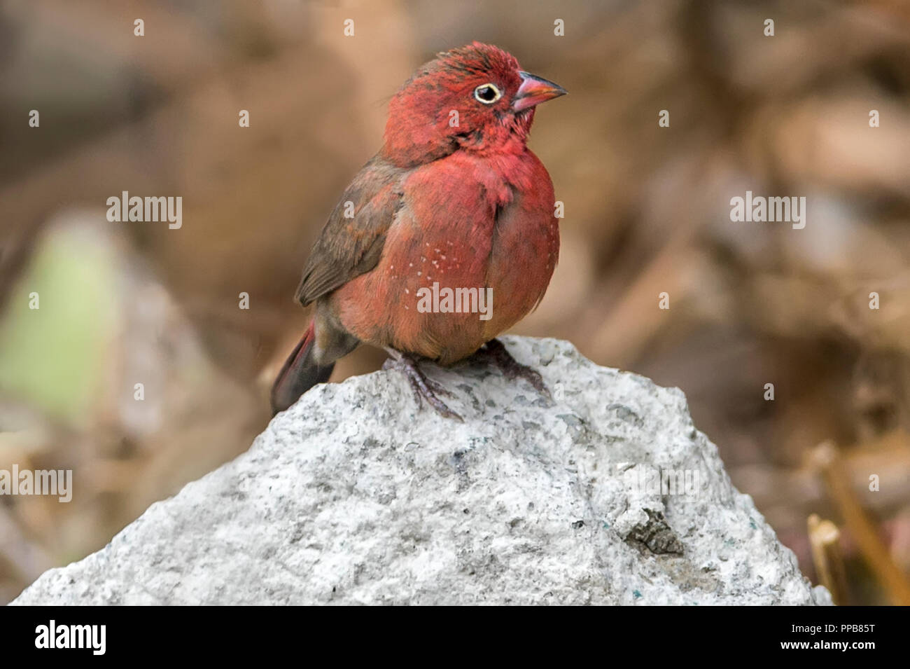 Red-billed firefinch, Lagonosticta senegala senegala, male, Volcanic ...
