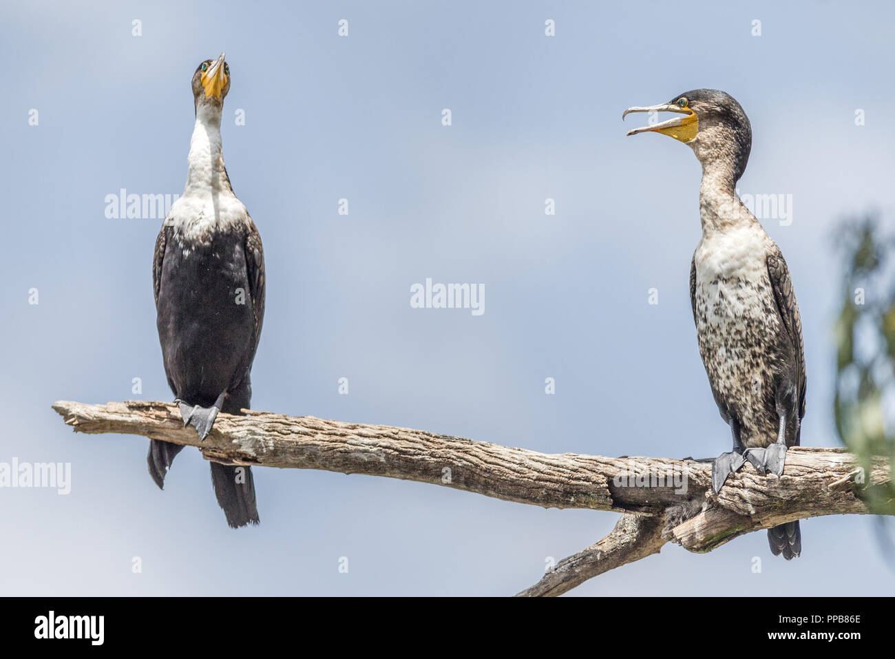 White-breasted cormorants cooling down, Phalacrocorax lucidus, near ...