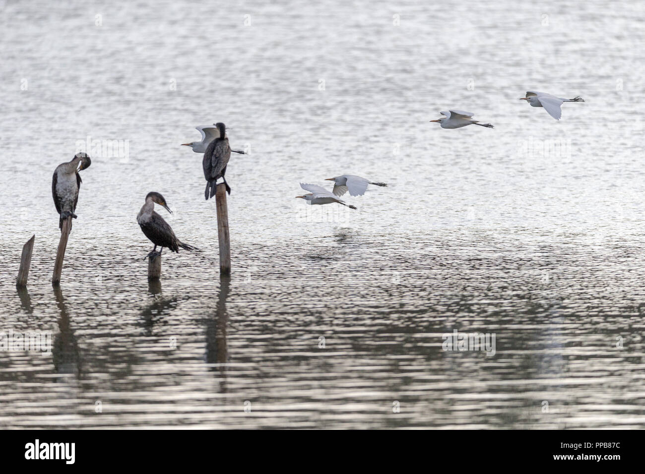 Cattle egrets, Bubulcus ibis, with White-breasted cormorant ...