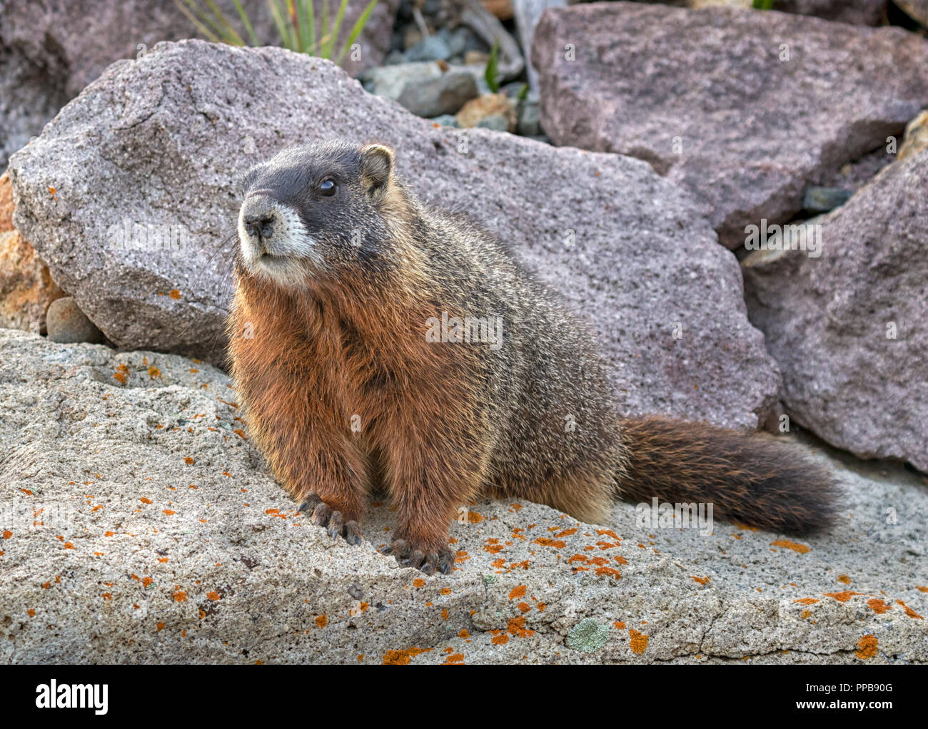 Yellow-bellied marmot (Marmota flaviventris) at rocks Stock Photo - Alamy