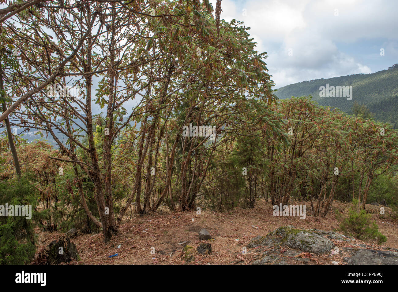 Mount Entoto, Ethiopia Stock Photo - Alamy