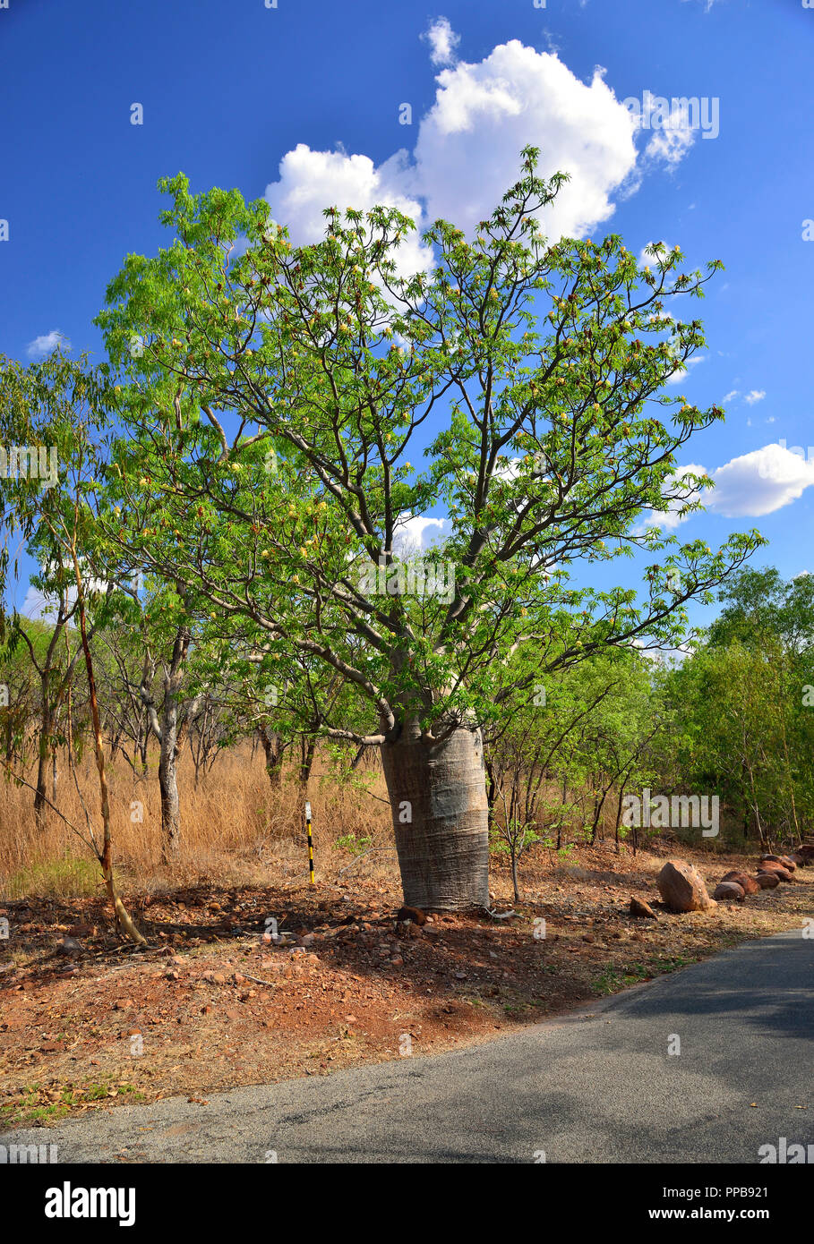 Australian baobab tree hi-res stock photography and images - Alamy